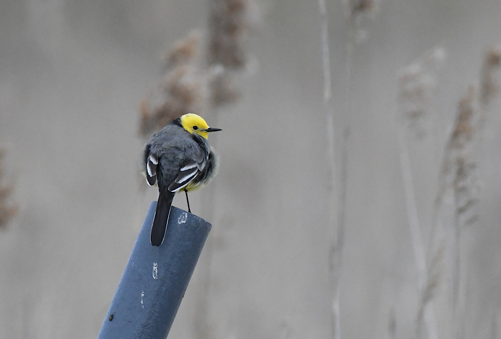 Spring migration and forest birds - tour highlights with photos ...